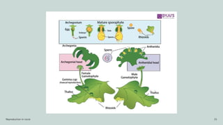 Dr. Nisha Choudhari- Life cycle of Riccia.pptx
