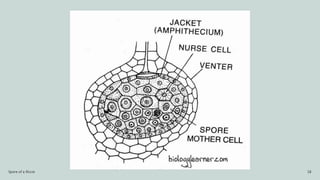Dr. Nisha Choudhari- Life cycle of Riccia.pptx