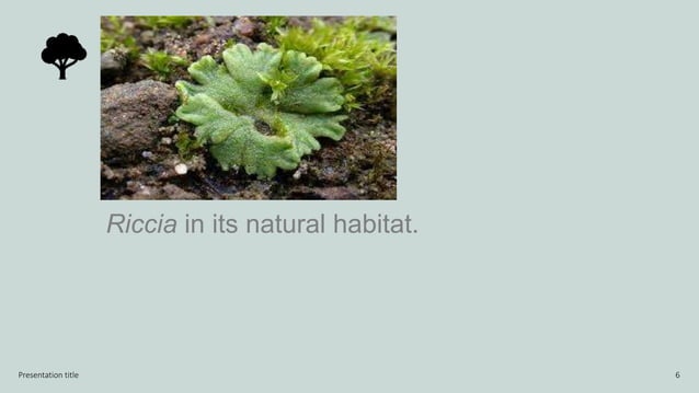 Dr. Nisha Choudhari- Life cycle of Riccia.pptx | Biological Sciences ...