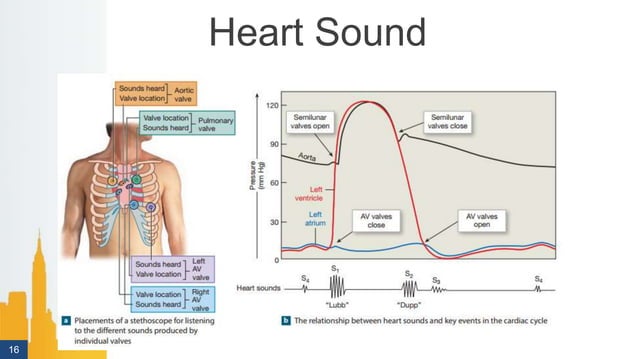 Cardiac Cycle and Hemodinamic.pptx