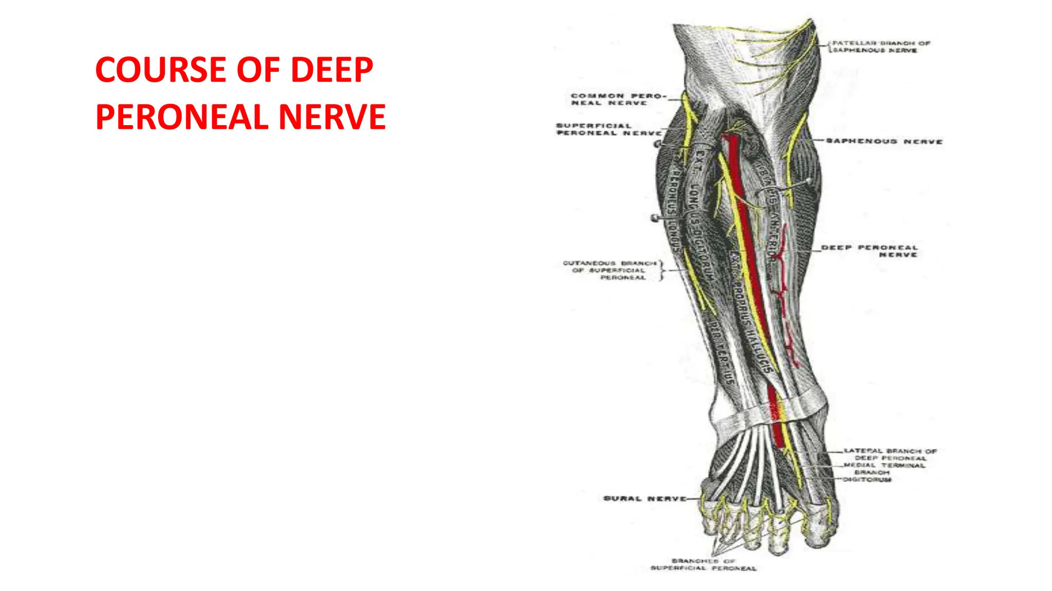 DEEP PERONEAL NERVE CLINICAL ANATOMY.pptx
