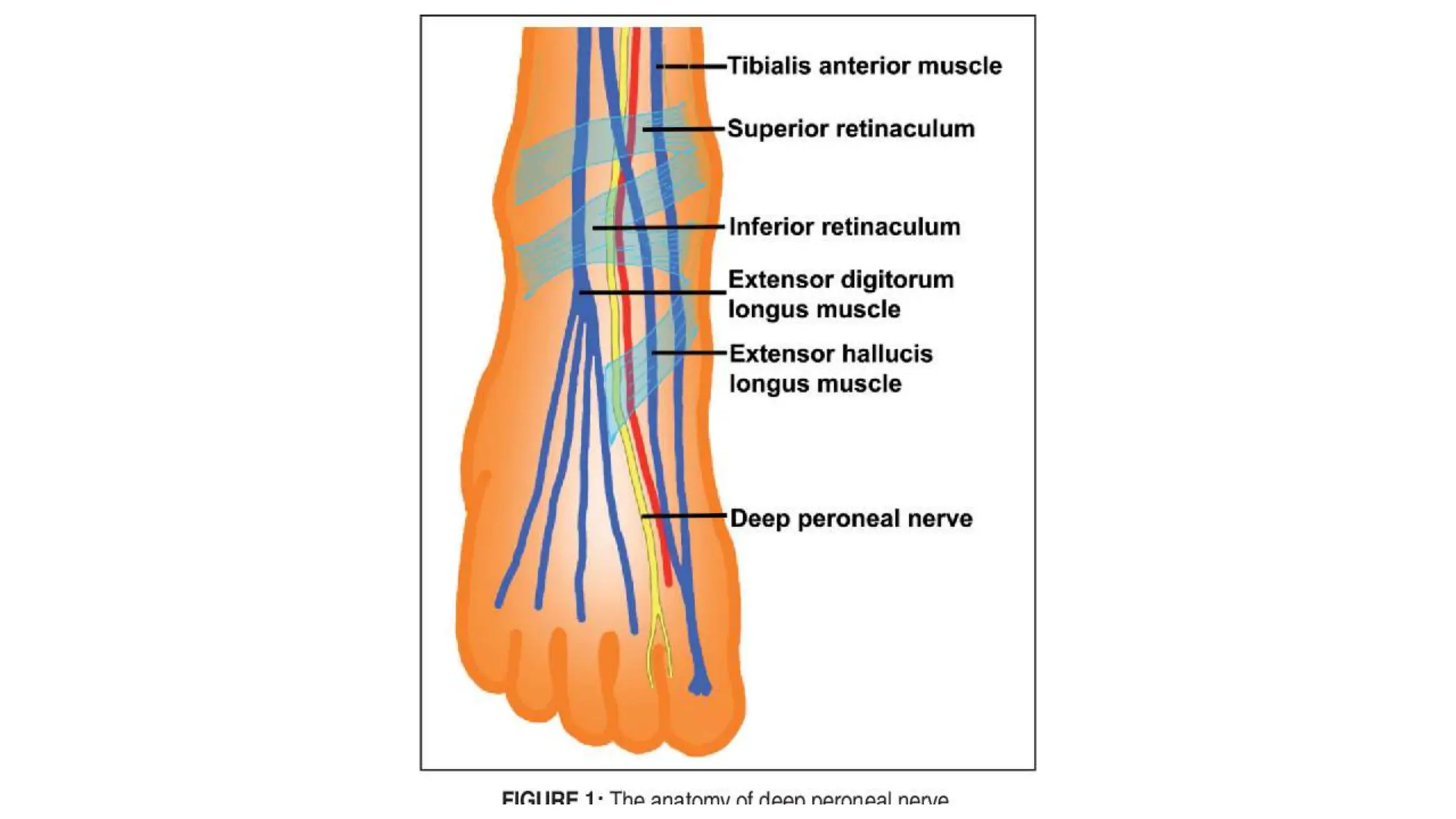 DEEP PERONEAL NERVE CLINICAL ANATOMY.pptx