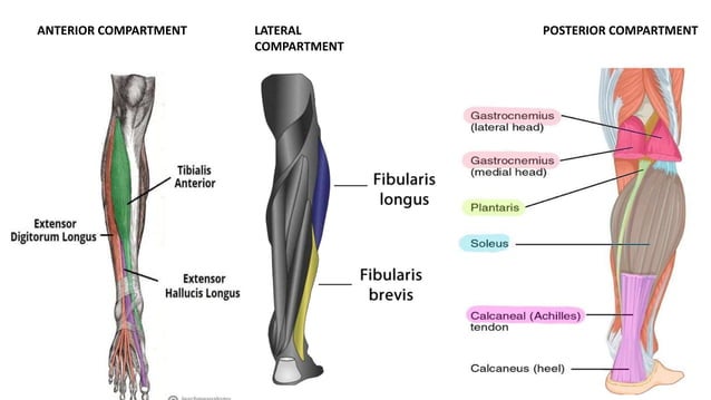 DEEP PERONEAL NERVE CLINICAL ANATOMY.pptx