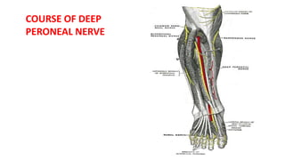 DEEP PERONEAL NERVE CLINICAL ANATOMY.pptx