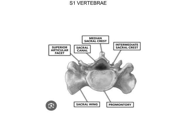 Dr. Javed Hassan Raza spine anatomy and biomechanics.pptx