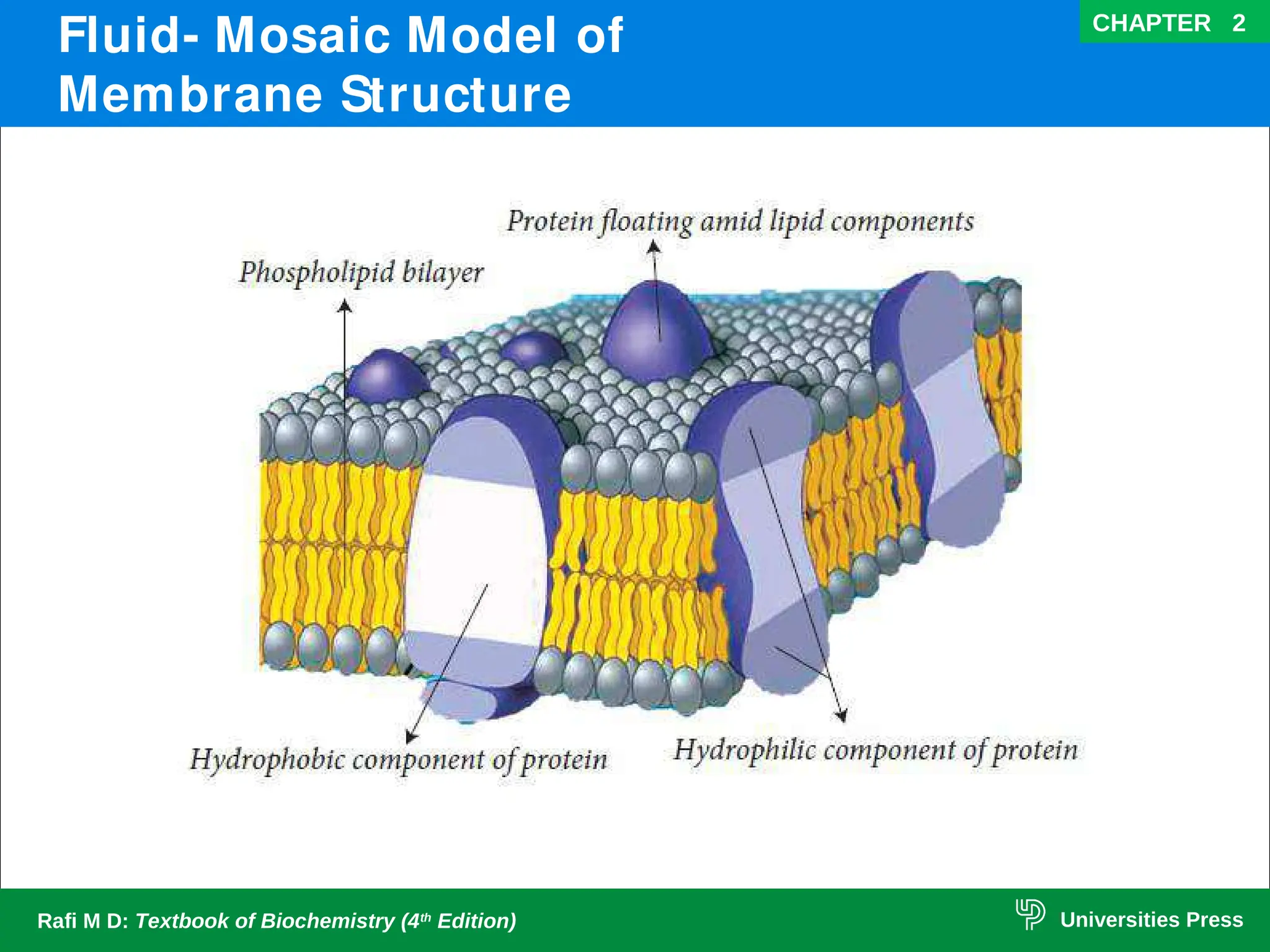 Dr.Rafi's Biochemistry PPTS Lwwatest.pdf