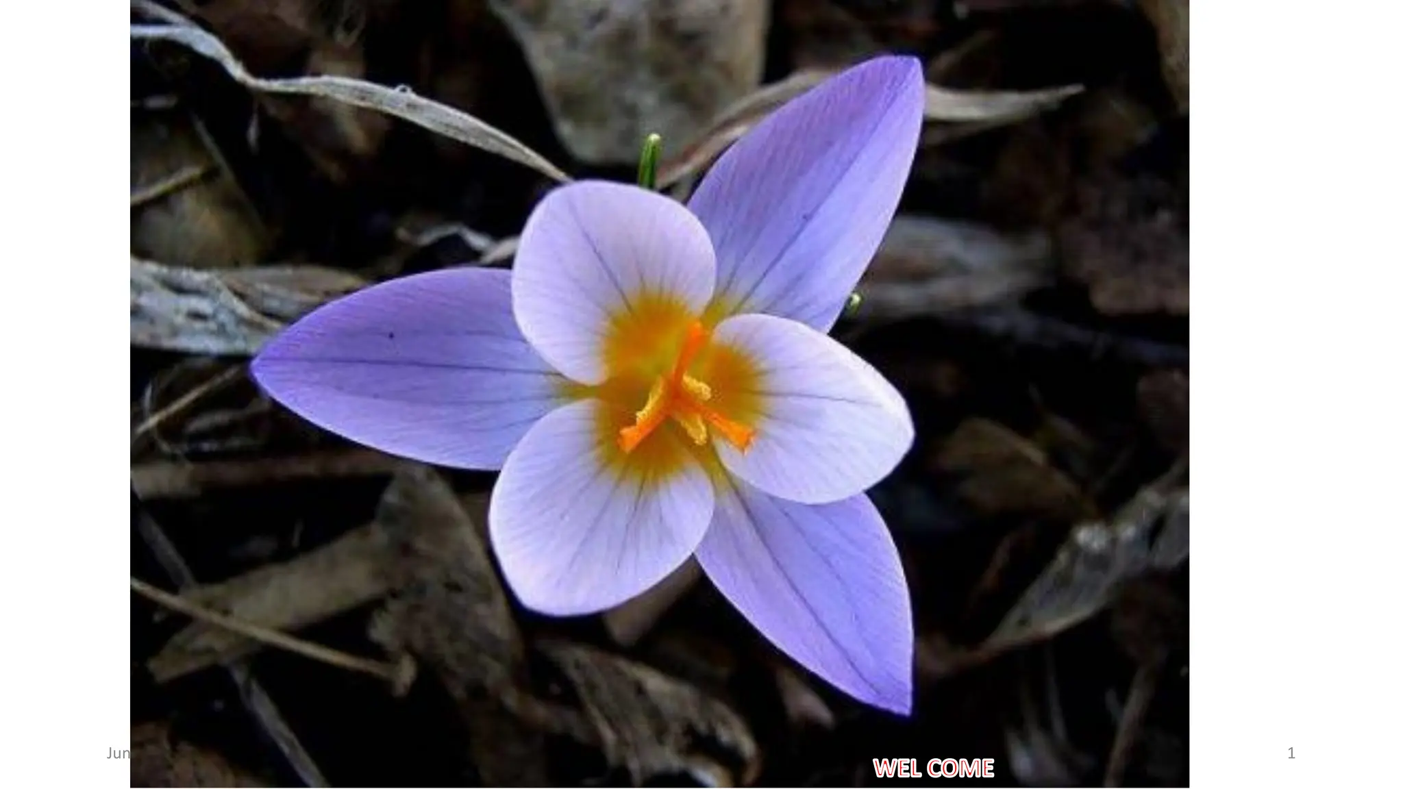 Dr. T. N. Venkata Reddy jdfh sdjh skdjfhjksd | PPT