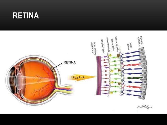 diabetic retinopathy detection using cnn | PPT