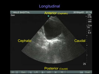 Ecografías en emergencias-UT Health-Dr. Wayman.pptx