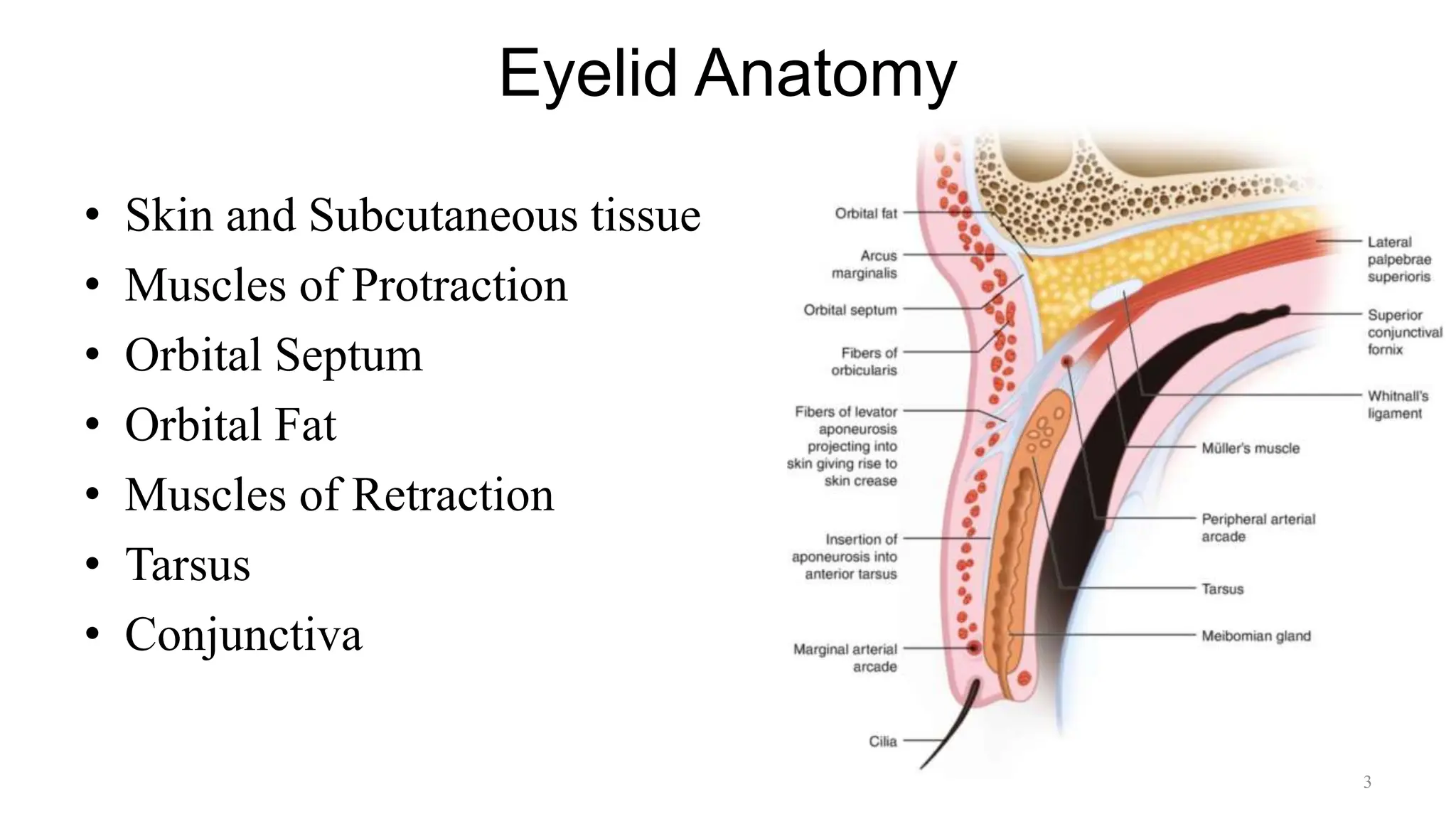 Preseptal Cellulitis & Orbital Cellulitis -Dr. Prabhat Devkota.pptx