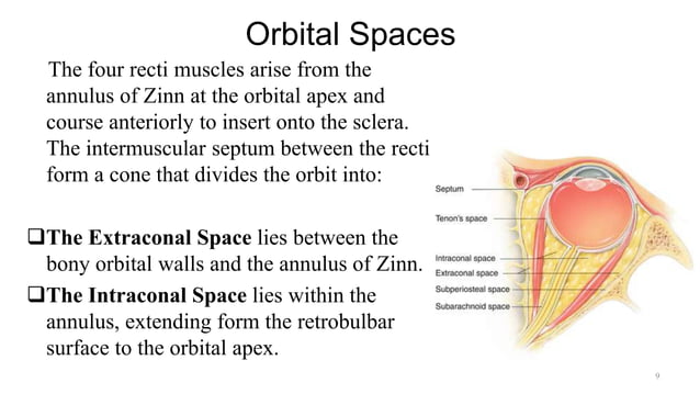 Preseptal Cellulitis And Orbital Cellulitis Dr Prabhat Devkota Pptx Ear Nose And Throat