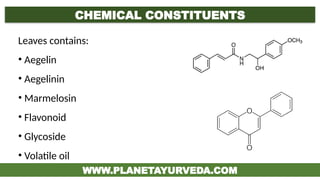 Health Benefits and Medicinal Uses of Bilva Leaves, Bael Patra, Aegle ...