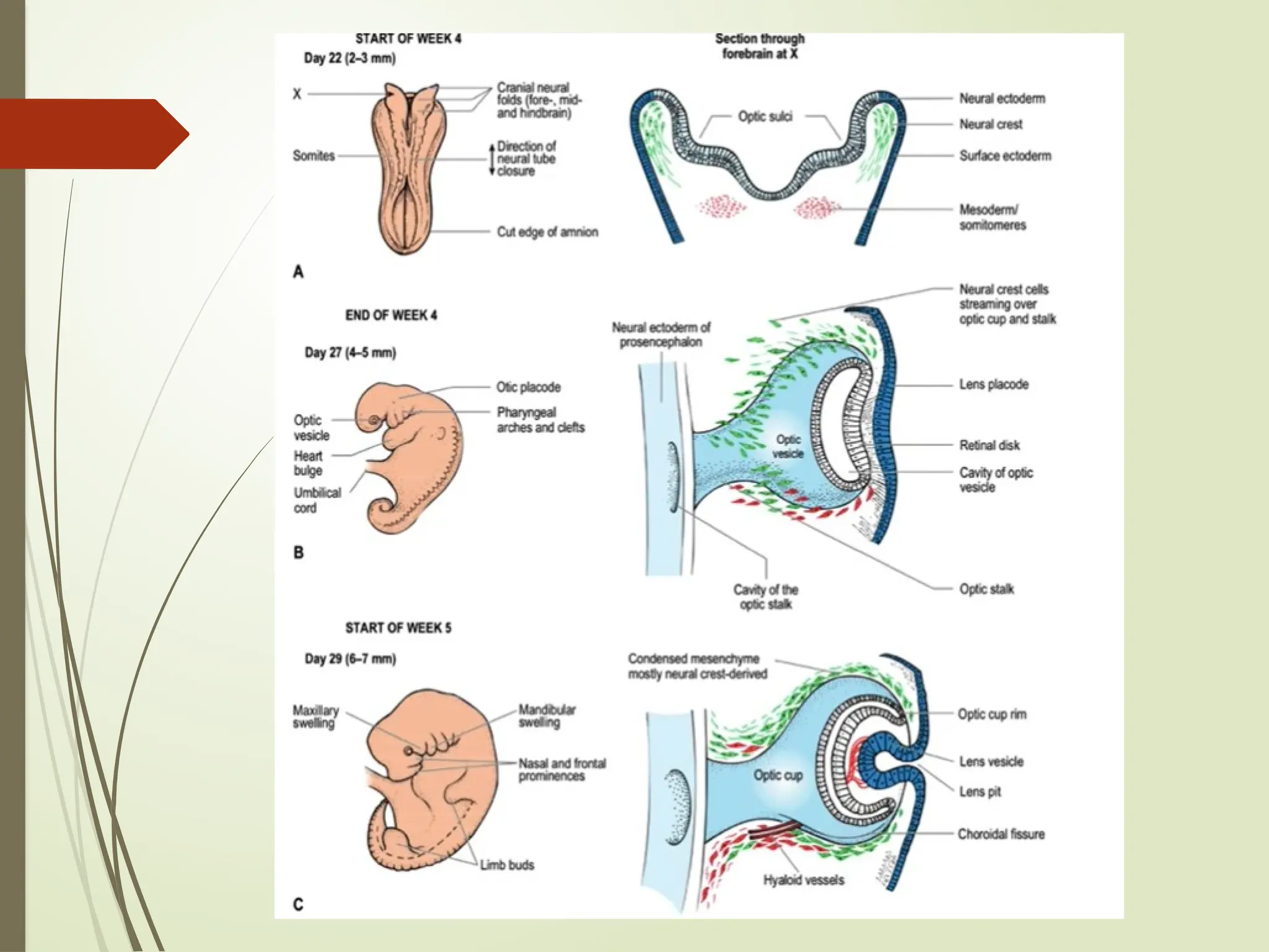 Embryology of retina and relevant anatomy.pptx