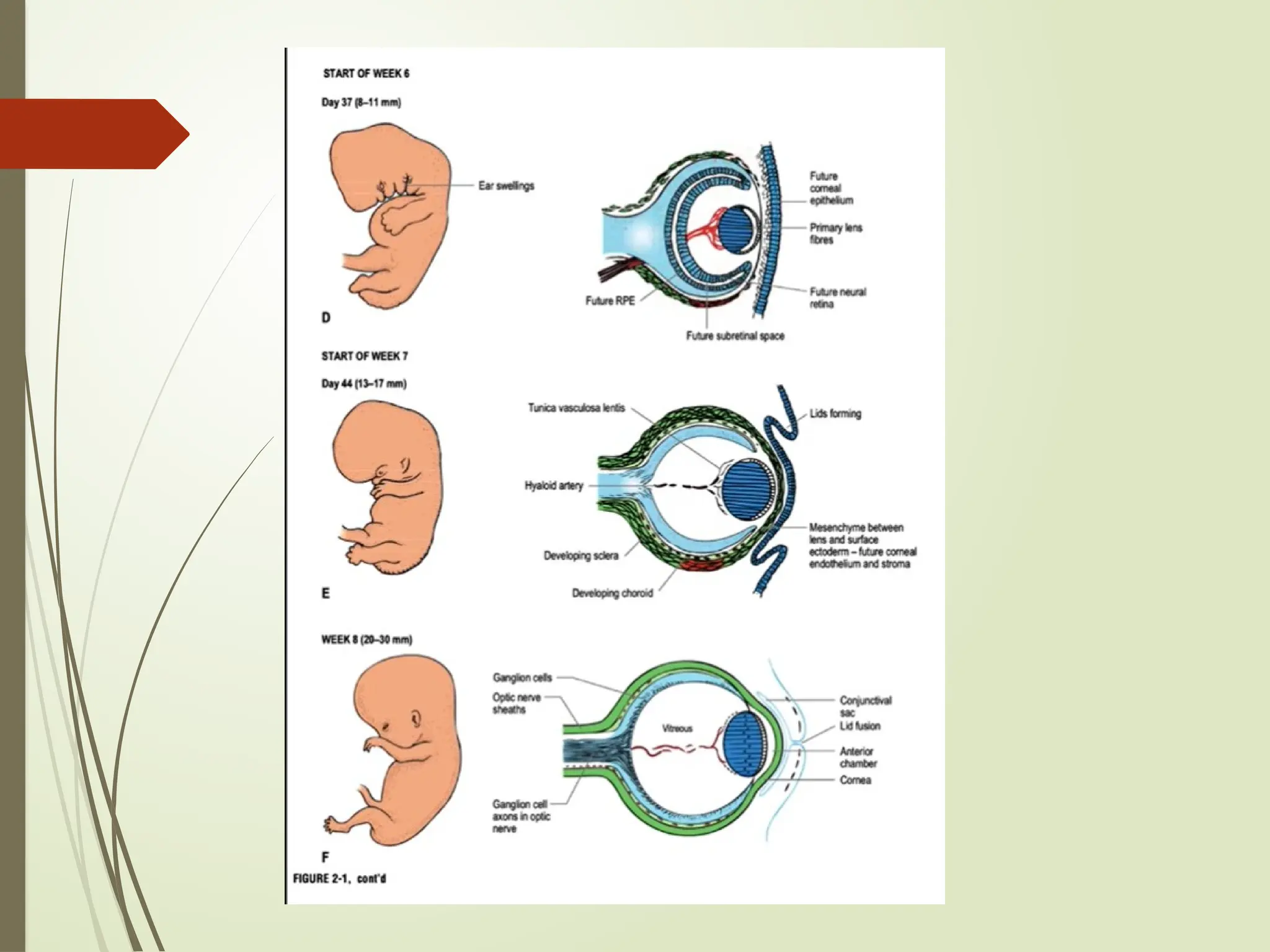 Embryology of retina and relevant anatomy.pptx | Eye and Vision ...