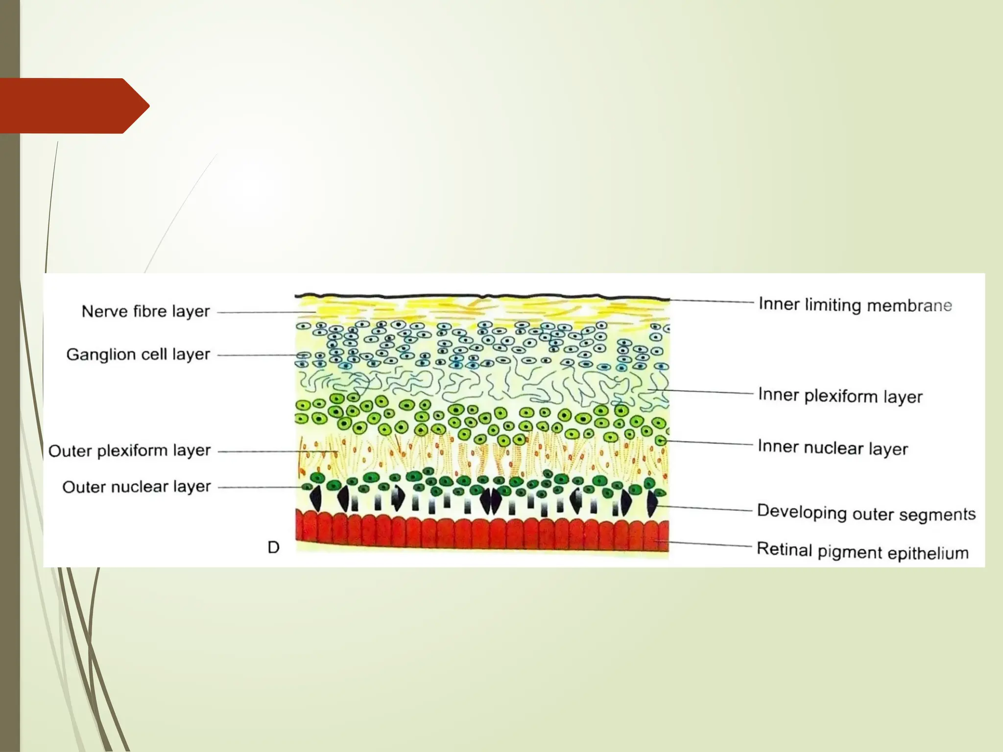 Embryology of retina and relevant anatomy.pptx | Eye and Vision ...