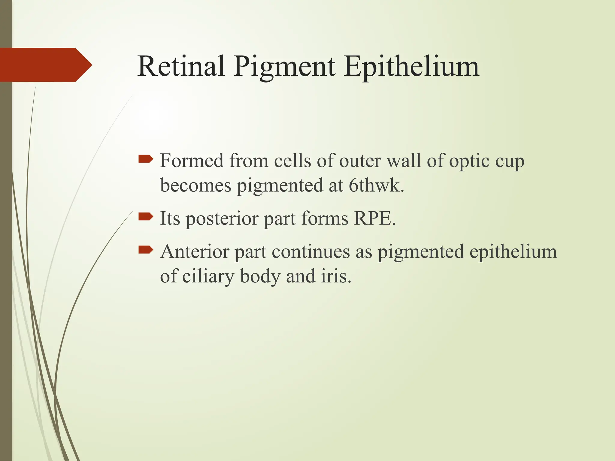 Embryology of retina and relevant anatomy.pptx