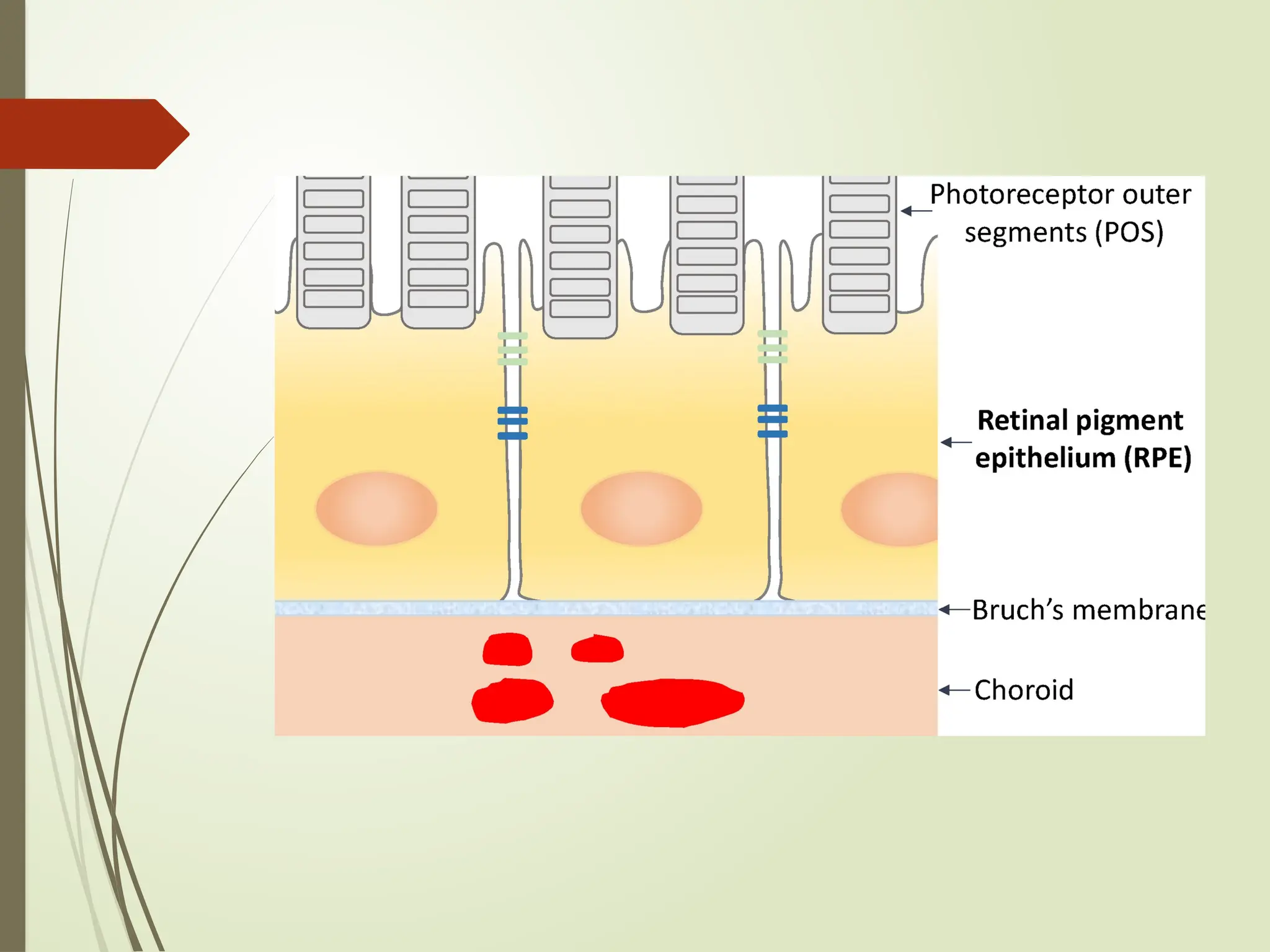 Embryology of retina and relevant anatomy.pptx