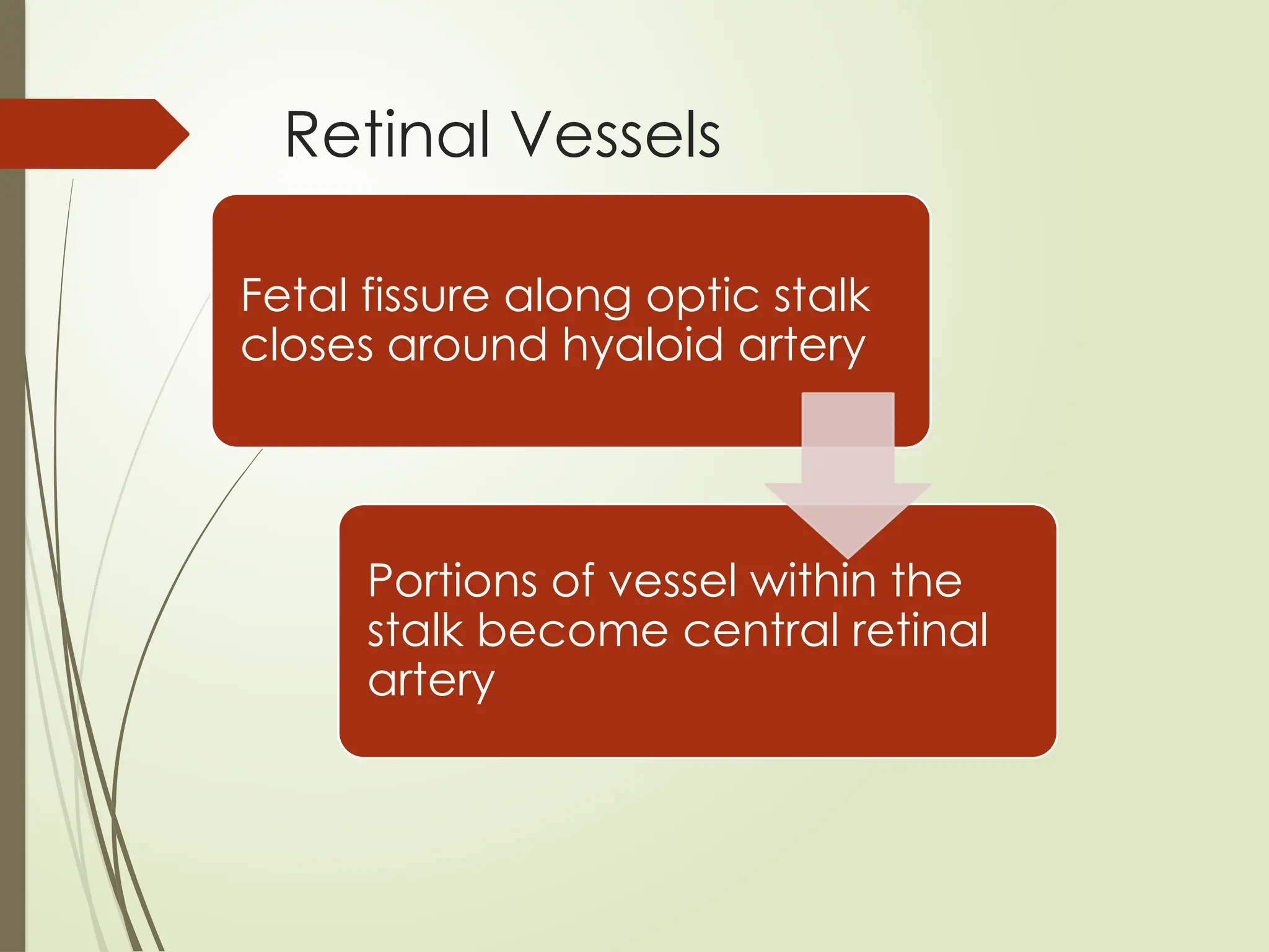 Embryology of retina and relevant anatomy.pptx