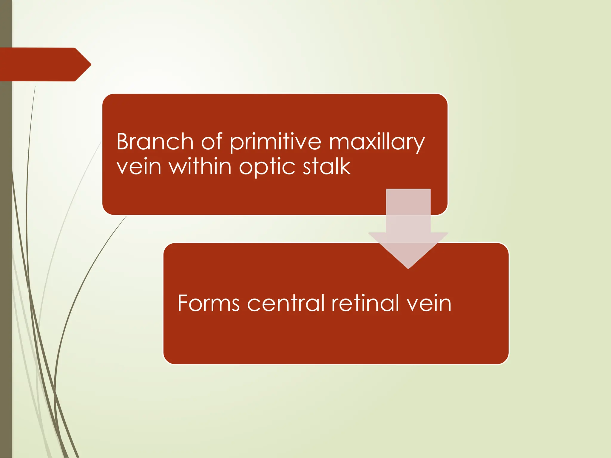 Embryology of retina and relevant anatomy.pptx