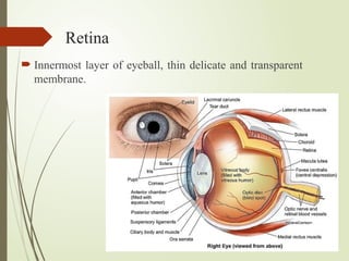 Embryology of retina and relevant anatomy.pptx