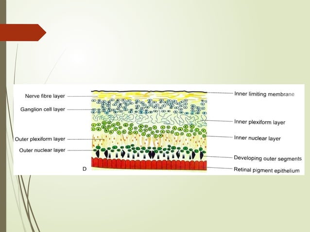 Embryology of retina and relevant anatomy.pptx | Eye and Vision ...