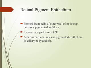 Embryology of retina and relevant anatomy.pptx