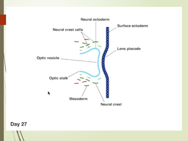Embryology of retina and relevant anatomy.pptx