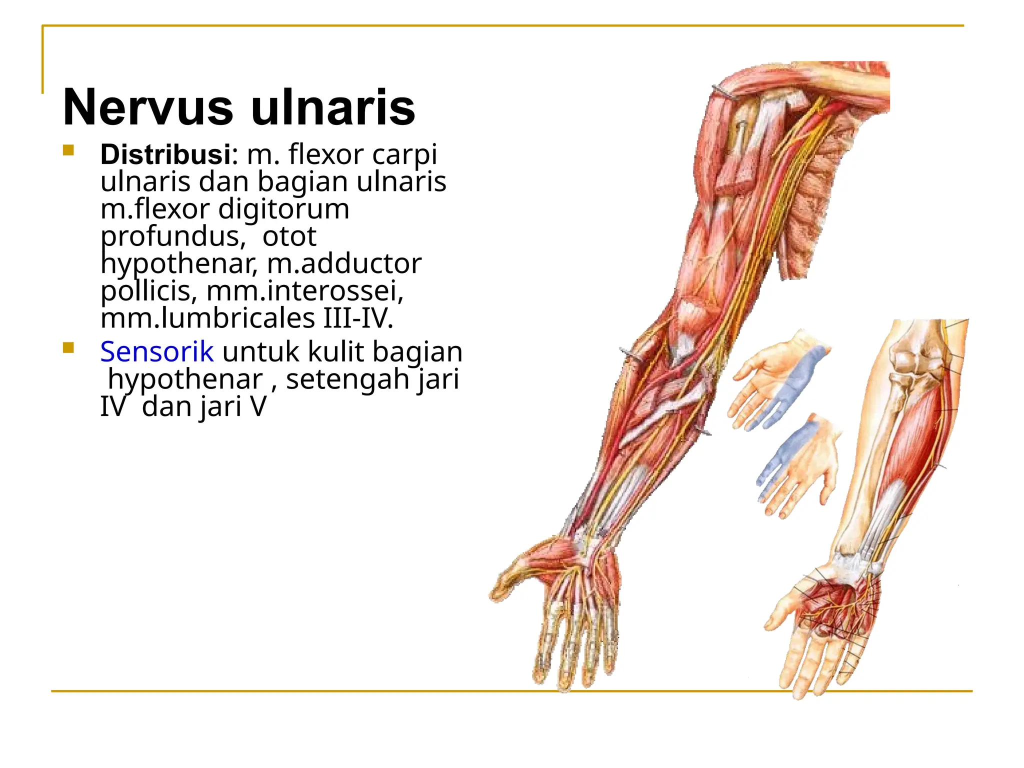 dr. Iqbal Sistema Nervosum Extremitas Superior dan Collum.pptx