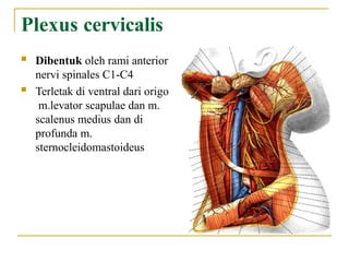 dr. Iqbal Sistema Nervosum Extremitas Superior dan Collum.pptx