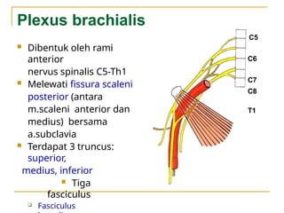 dr. Iqbal Sistema Nervosum Extremitas Superior dan Collum.pptx