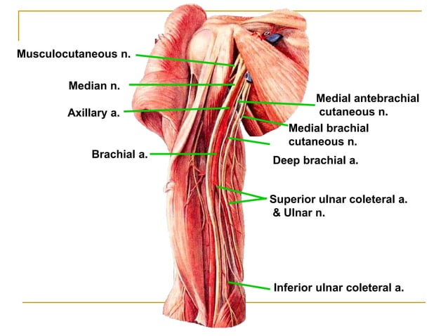 dr. Iqbal Sistema Vasa Vasorum Extremitas Superior.pptx