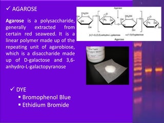 Dr. Preeti Chandurkar ppt on Agarose gel electrophoresis.pdf