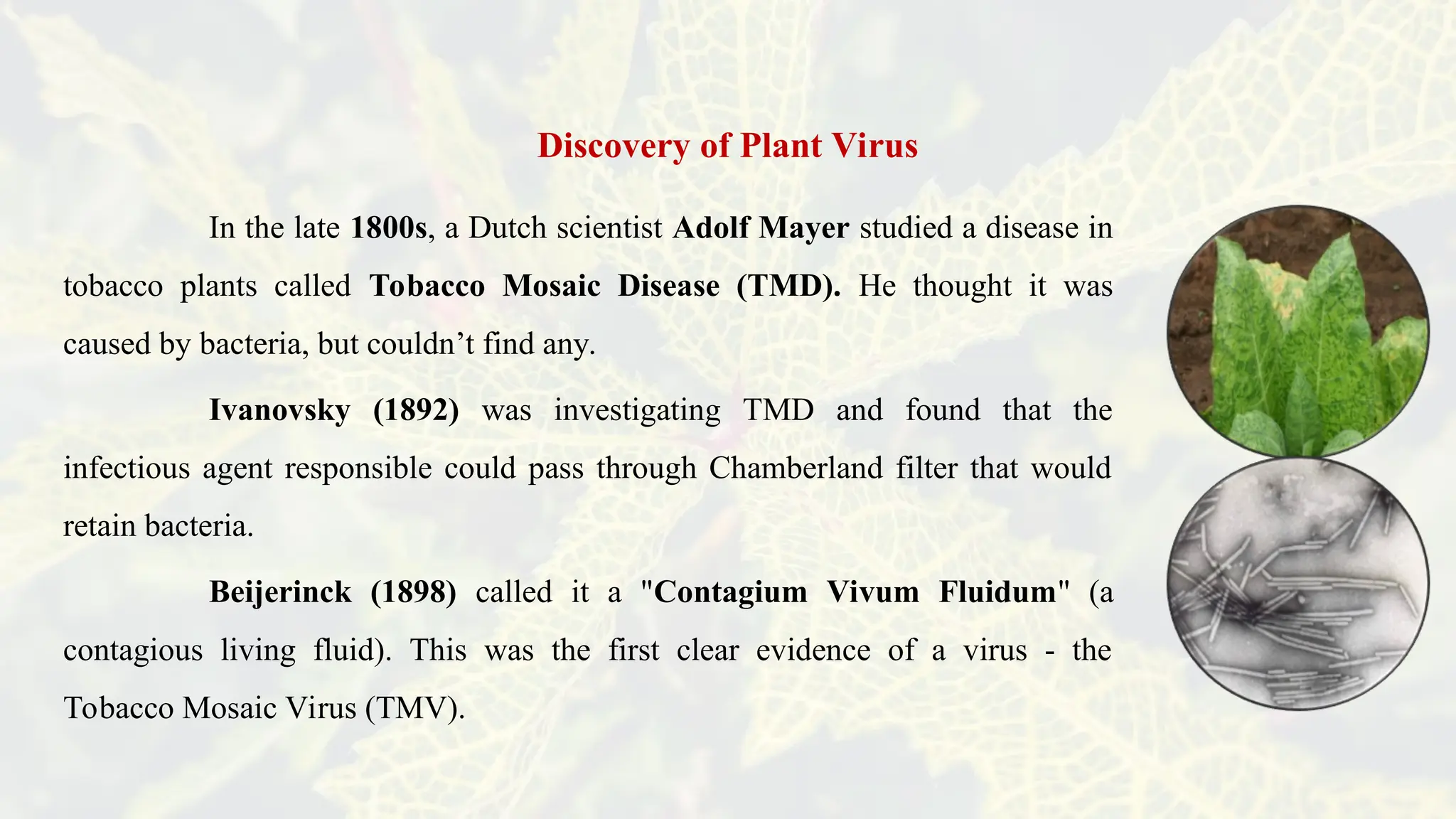 How Plant Viruses Spread: Modes of Transmission | PPT