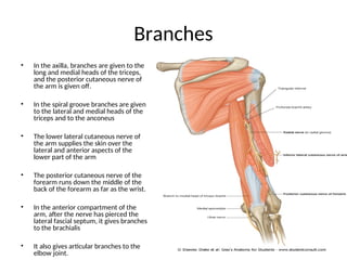 Anatomy of the arm and its physiology part 1 | PPT