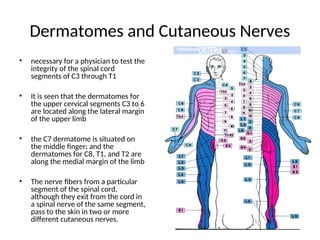 Anatomy of the arm and its physiology part 1 | PPT