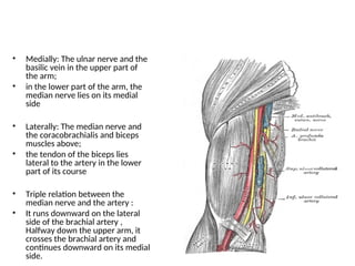 Anatomy of the arm and its physiology part 1 | PPT