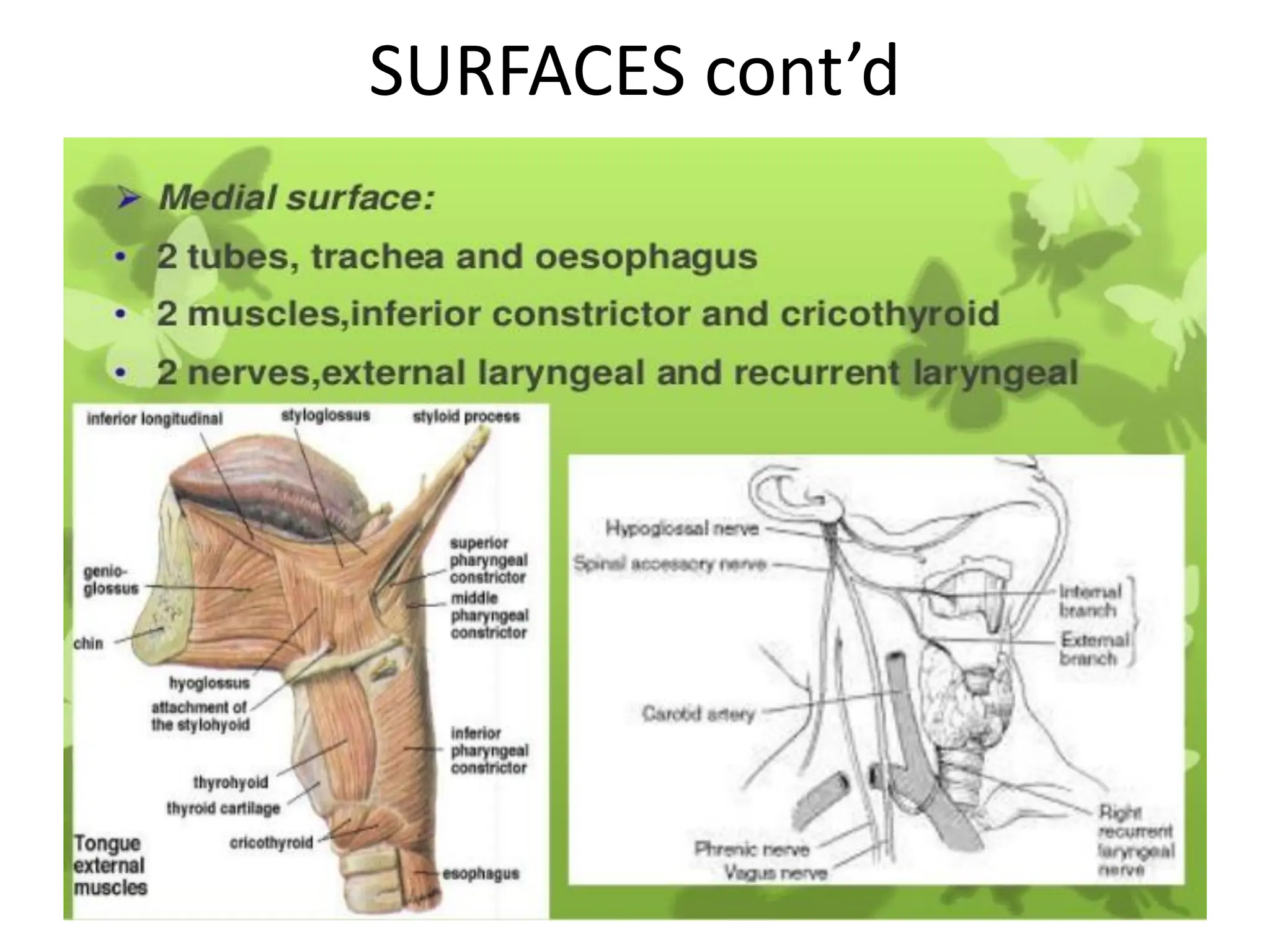 Dr-Akpalaba-Immaculata-ANATOMY-OF-THE-THYROID-GLAND.pdf
