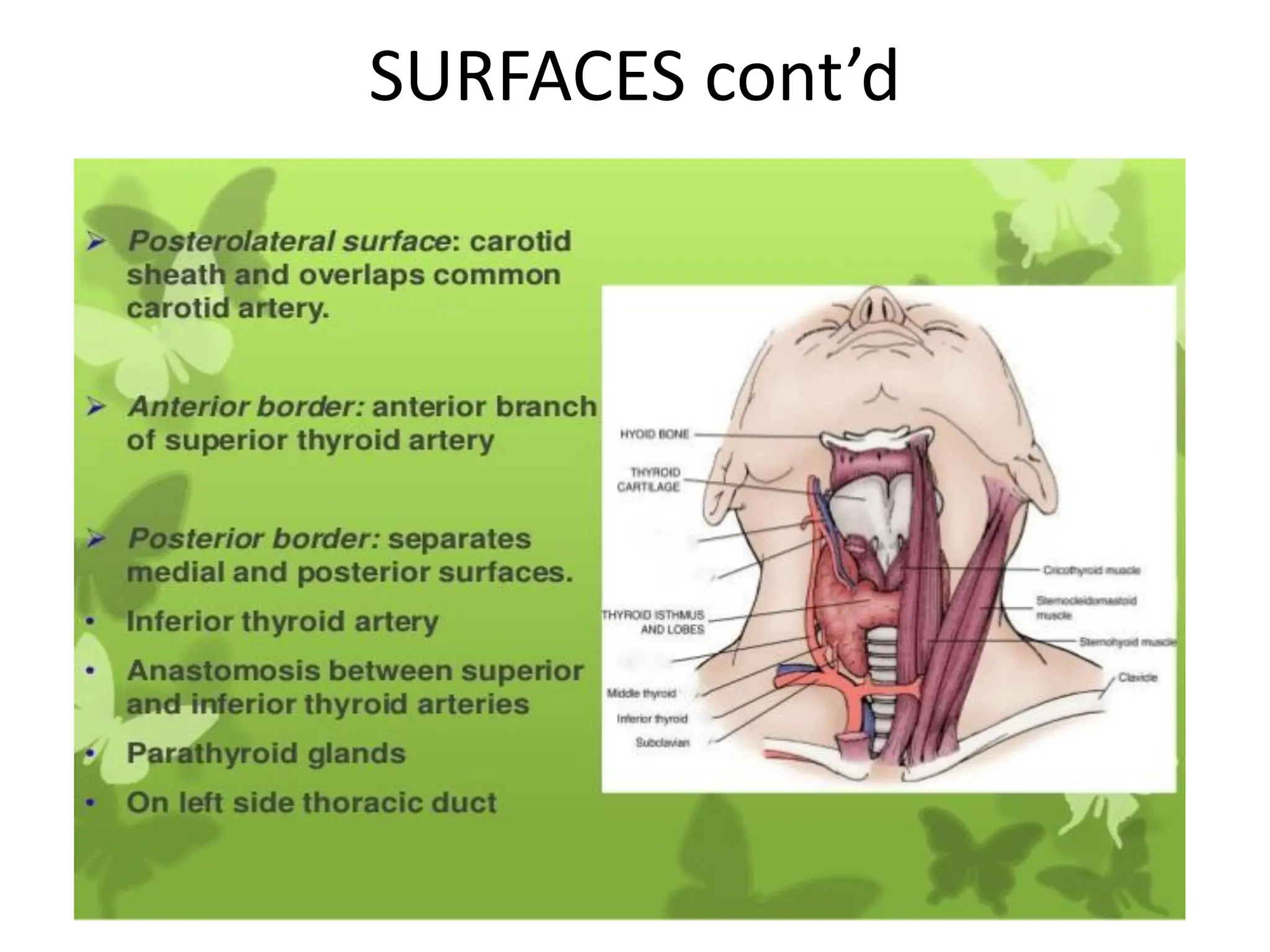Dr-Akpalaba-Immaculata-ANATOMY-OF-THE-THYROID-GLAND.pdf