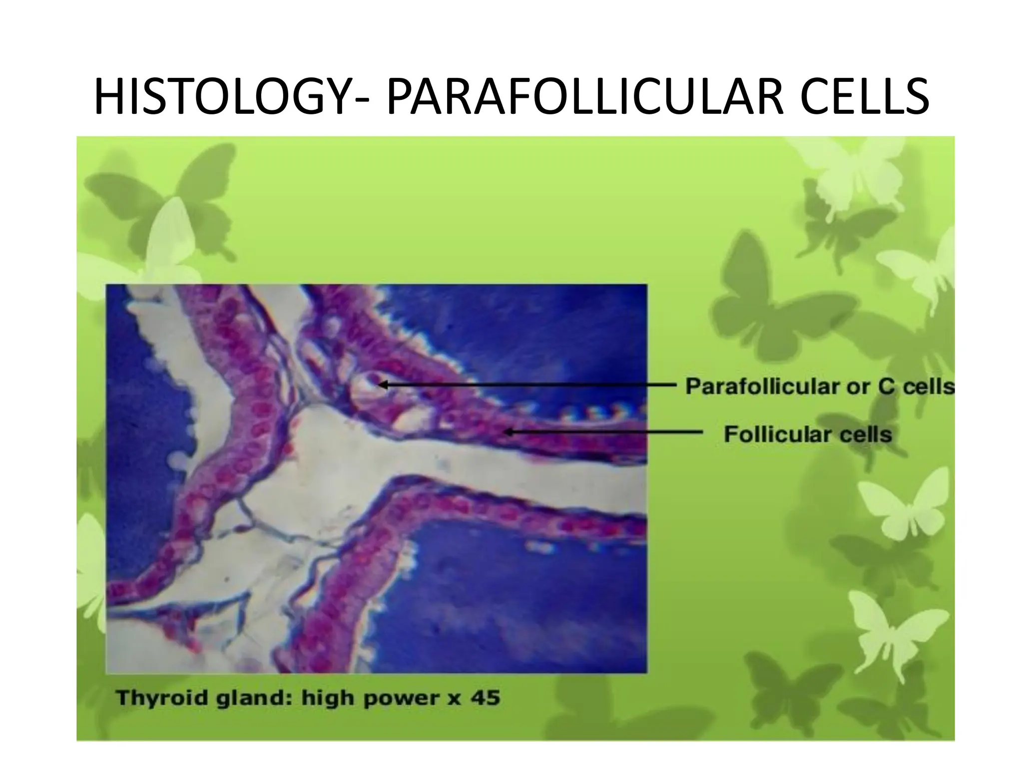 Dr-Akpalaba-Immaculata-ANATOMY-OF-THE-THYROID-GLAND.pdf