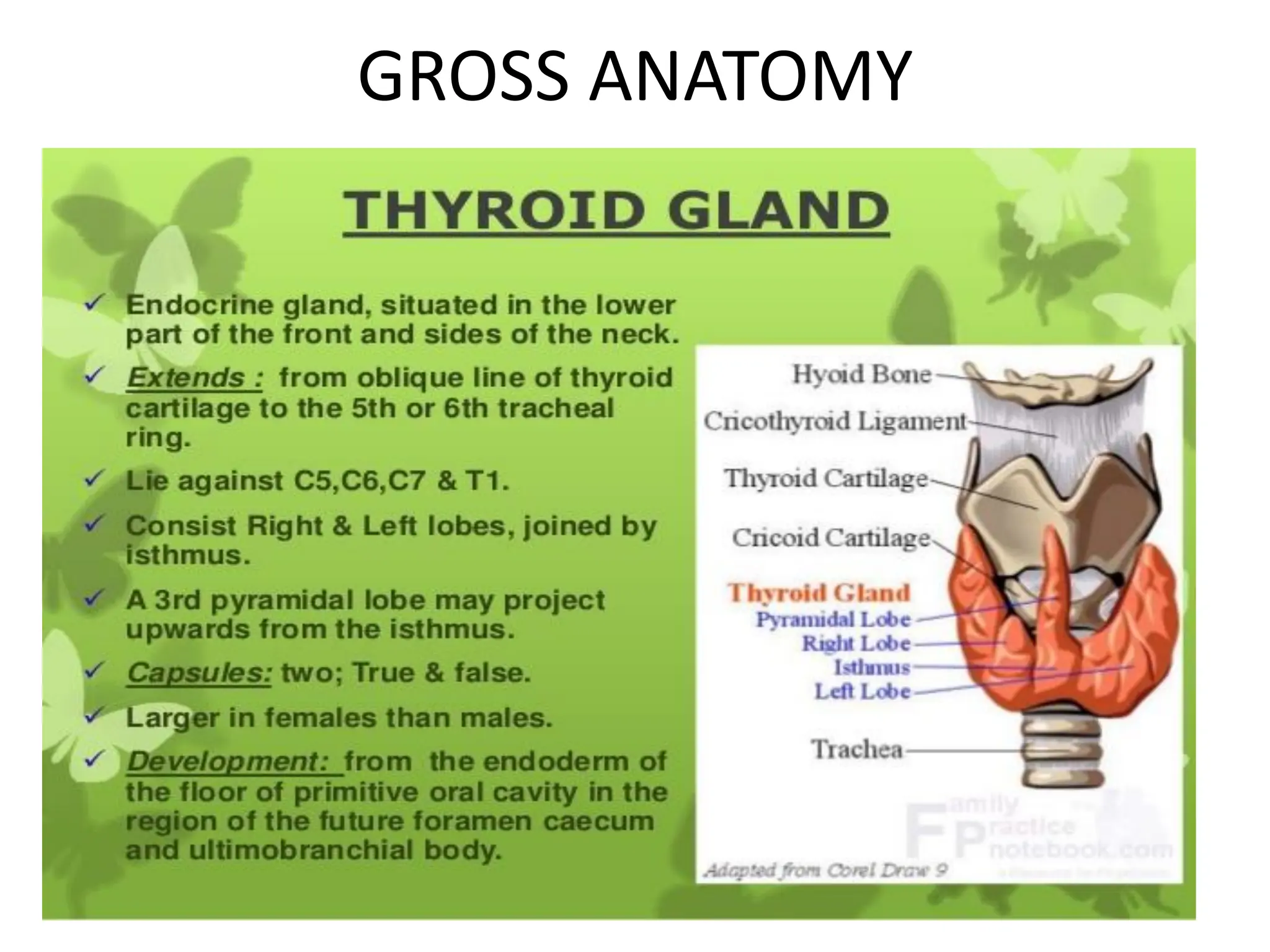 Dr-Akpalaba-Immaculata-ANATOMY-OF-THE-THYROID-GLAND.pdf