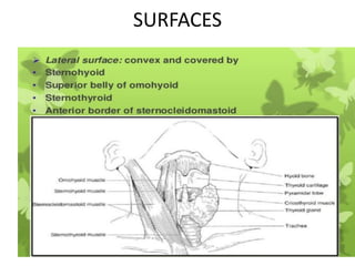 Dr-Akpalaba-Immaculata-ANATOMY-OF-THE-THYROID-GLAND.pdf