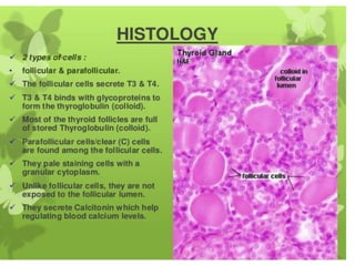 Dr-Akpalaba-Immaculata-ANATOMY-OF-THE-THYROID-GLAND.pdf