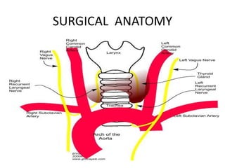 Dr-Akpalaba-Immaculata-ANATOMY-OF-THE-THYROID-GLAND.pdf
