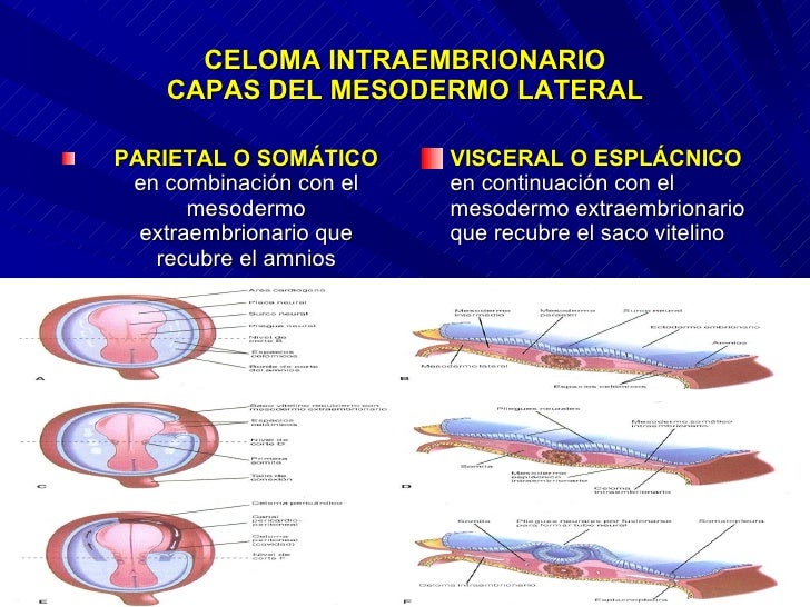 Dr.Ppt EmbriologíA2