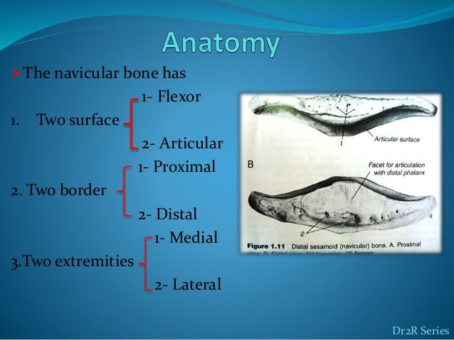Dr rahimzadeh-navicular syndrome