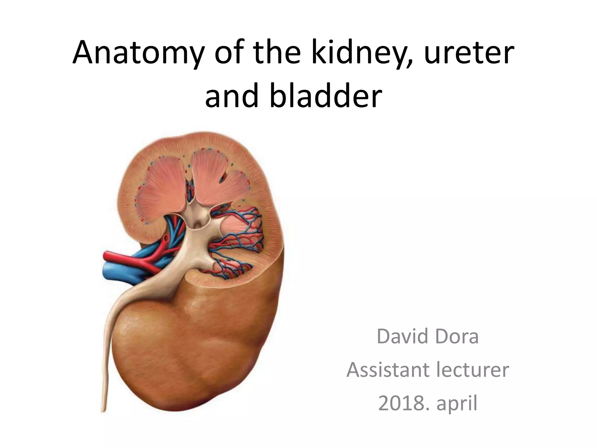 Dóra-Dávid-Anatomy-of-the-kidney-ureter-and-bladder-2018.pptx