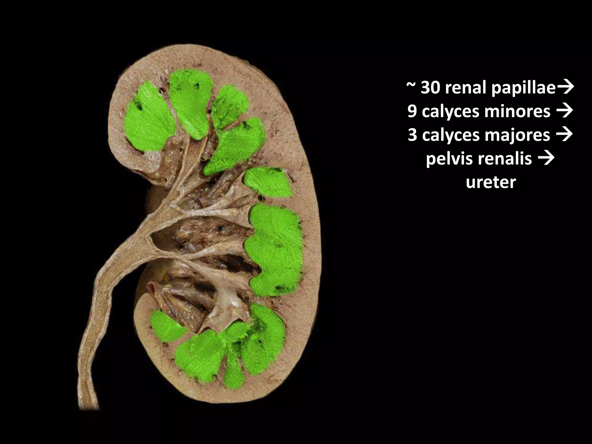 Dóra-Dávid-Anatomy-of-the-kidney-ureter-and-bladder-2018.pptx