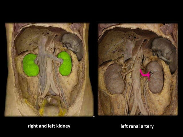 Dóra-Dávid-Anatomy-of-the-kidney-ureter-and-bladder-2018.pptx