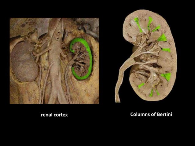 Dóra-Dávid-Anatomy-of-the-kidney-ureter-and-bladder-2018.pptx