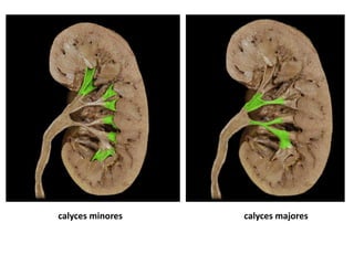 Dóra-Dávid-Anatomy-of-the-kidney-ureter-and-bladder-2018.pptx